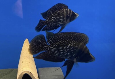 6-Pack of F1 Black Congo Calvus Cichlids (Moliro) Lake Tanganyika 1.5-2 ...