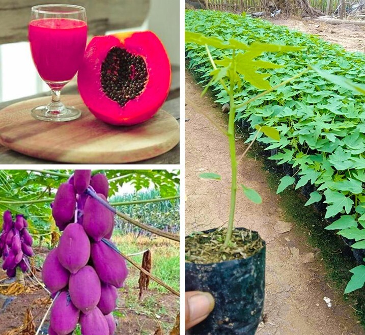 100 Organic New fresh purple papaya fruit seeds | eBay