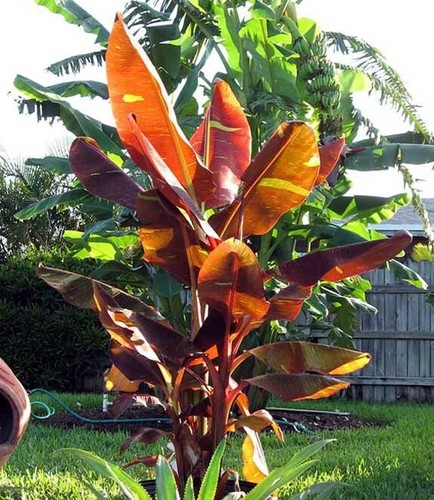 Musa - 'Siam Ruby' - Live Banana Plant | eBay