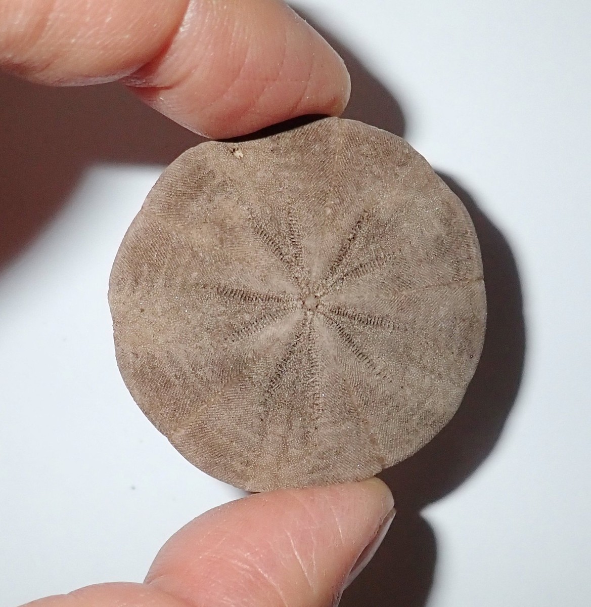 Echinoderms Sand Dollar