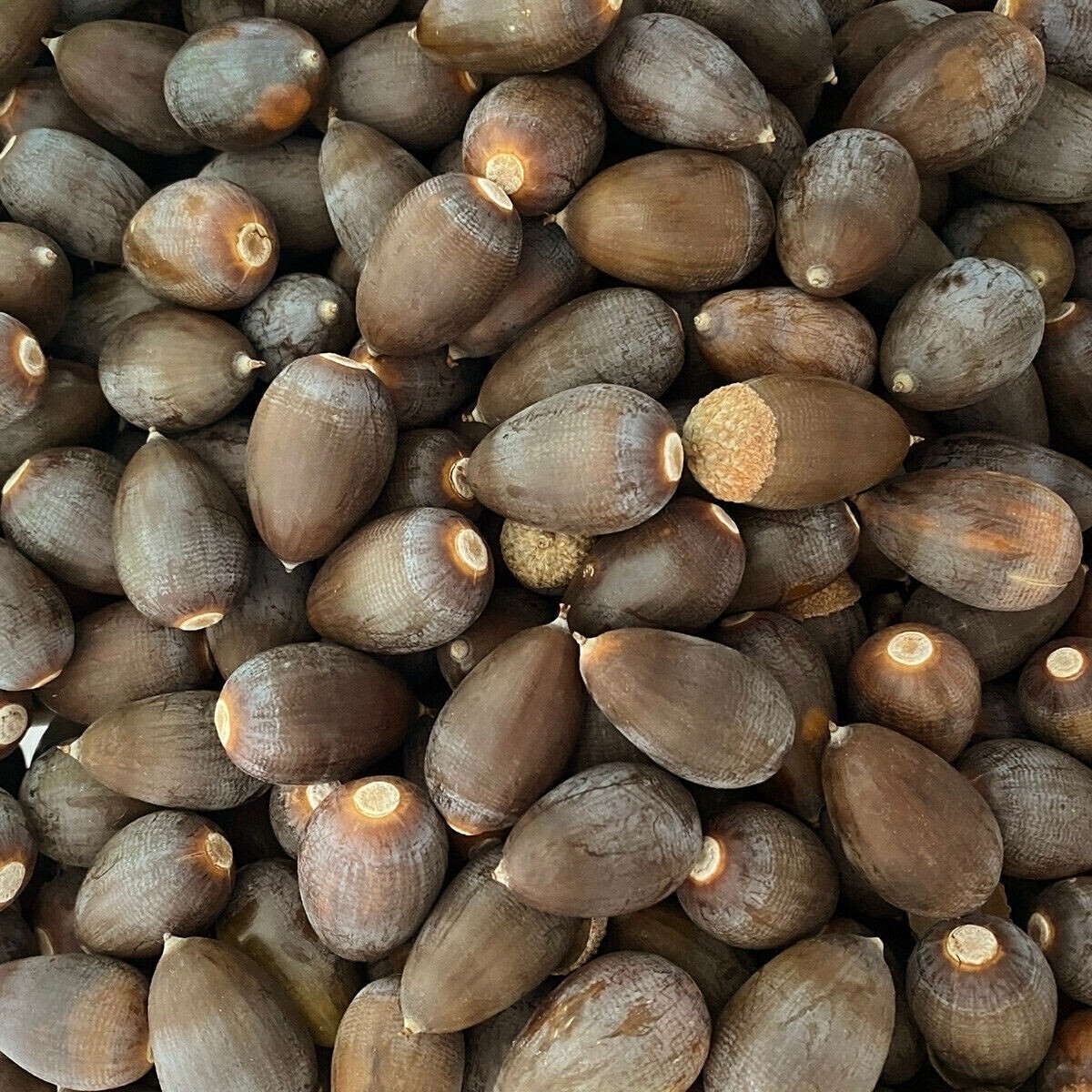 Lot of (12) 2022 Blue Oak Acorns from Sierra Foothills CA (Quercus ...