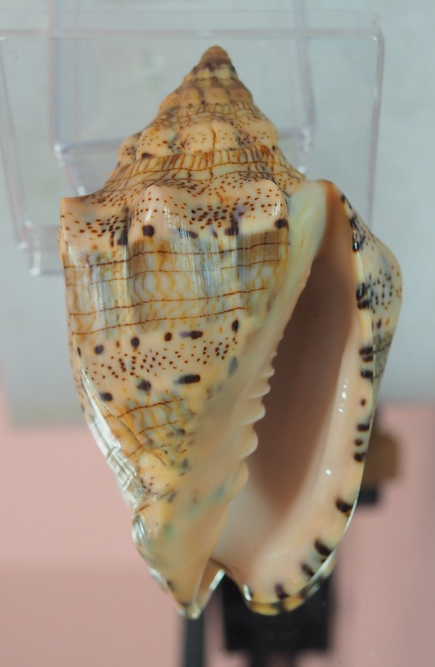 Voluta musica thiarella - huge | eBay