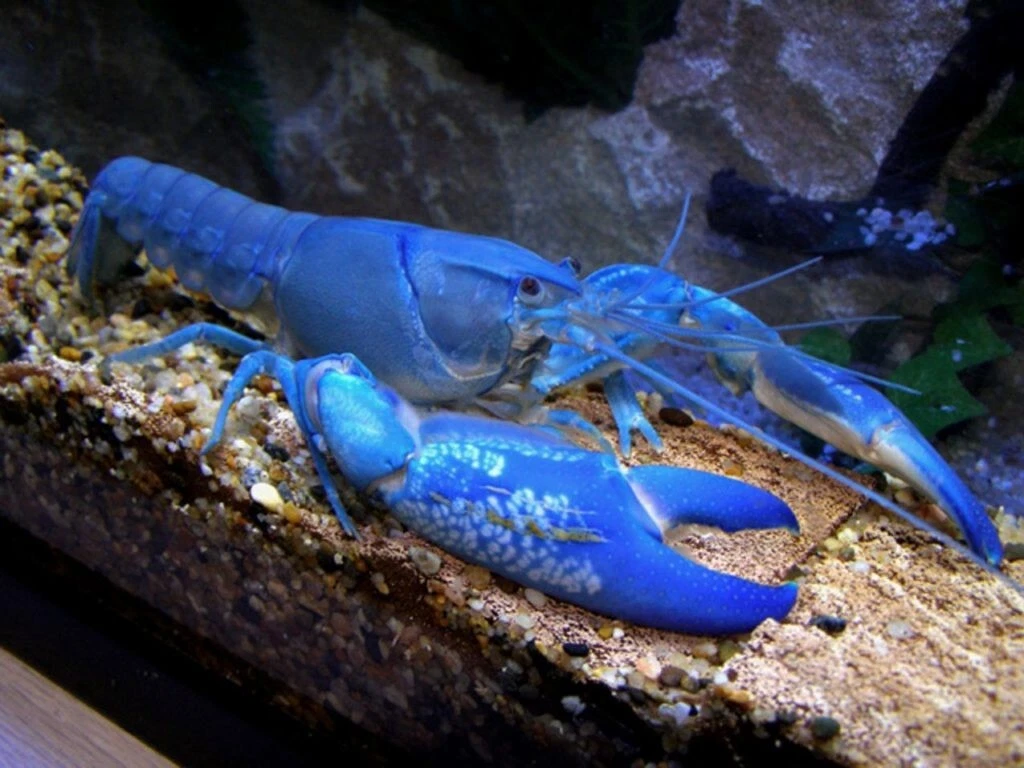 Blue Crayfish Aquarium