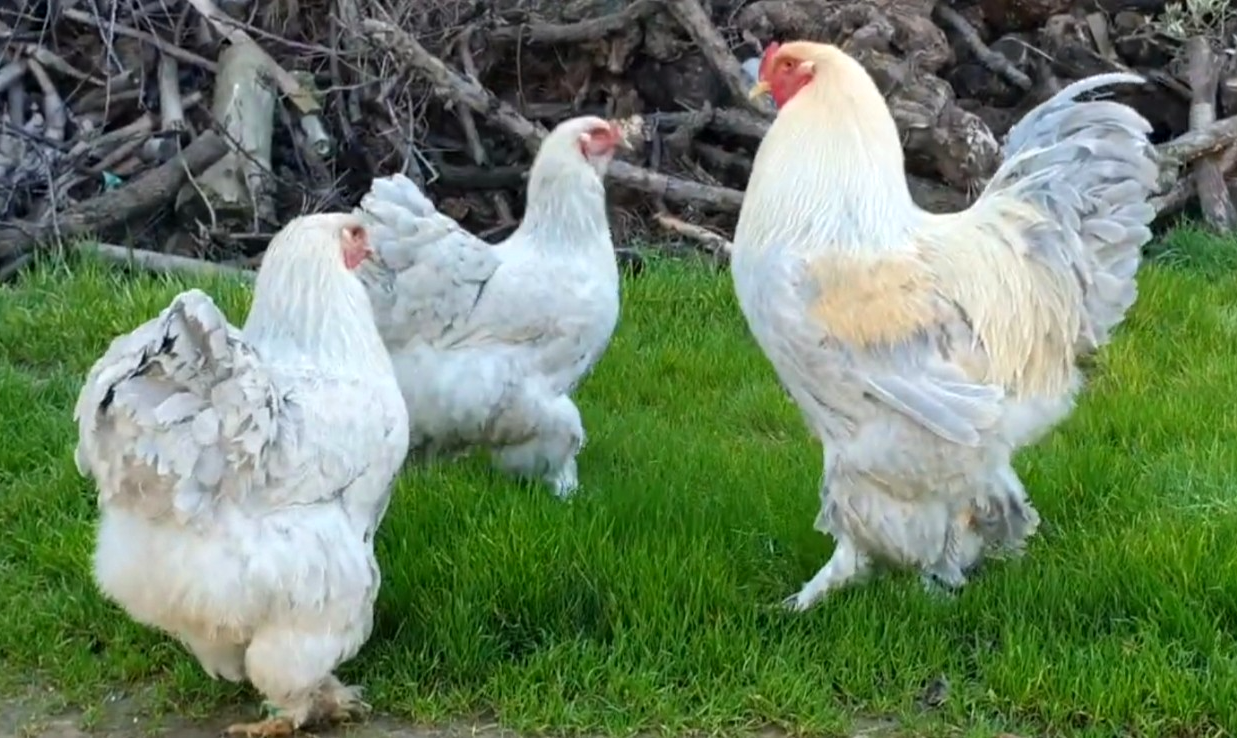 6 NPIP AI CLEAN ISABELLA BRAHMA CHICKEN HATCHING EGGS | eBay