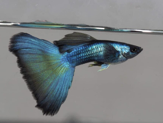 2 Male - GREEN MOSCOW - High Quality - Live Guppy Fish - USA SELLER | eBay