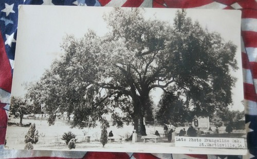 RPPC PHOTOGRAPH POSTCARD. EVANGELINE OAK TREE. ST. MARTINVILLE LA. | eBay