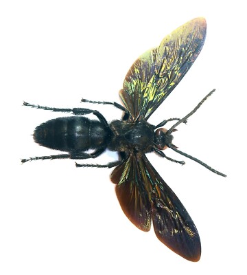 HYMENOPTERA, VESPIDAE, MEGASCOLIA VELUTINA from INDONESIA | eBay UK