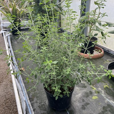 Prostanthera rotundifolia - Mint Bush - Aromatic foliage - 2ltr pot ...