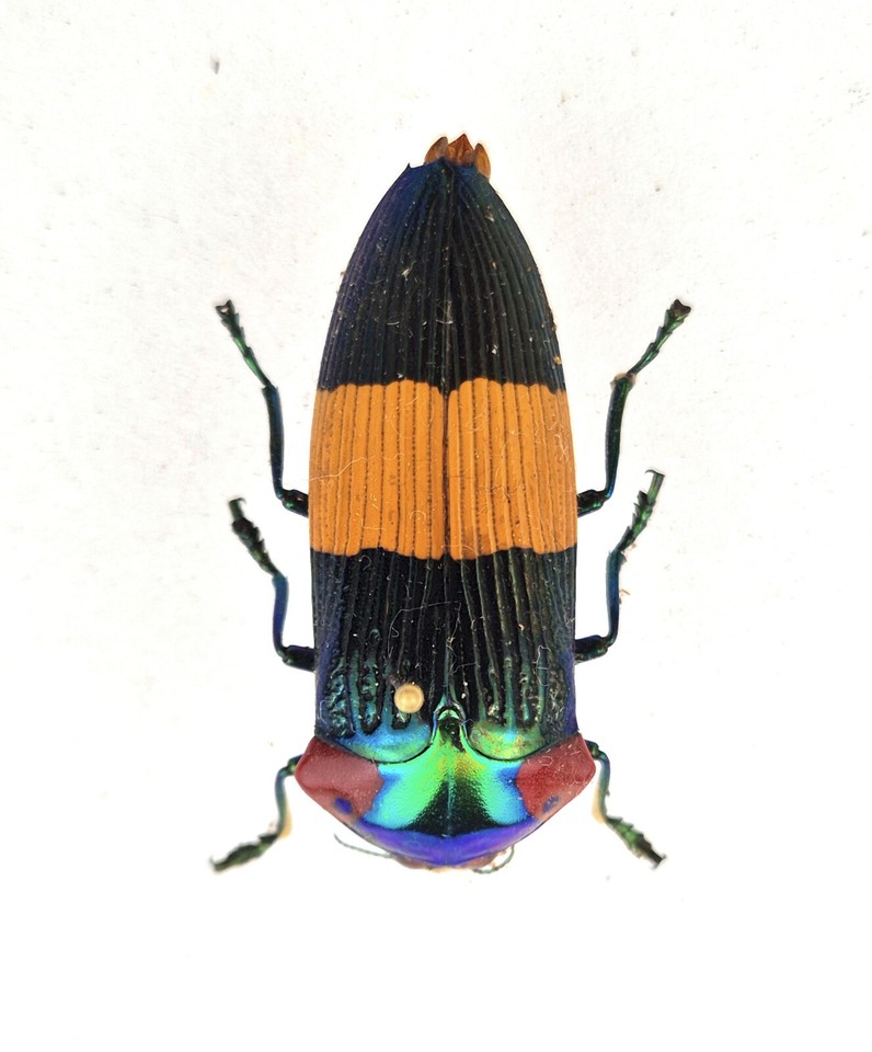 Calodema ribbei male, 40mm+ *West Papua* mounted buprestidae, rare! | eBay