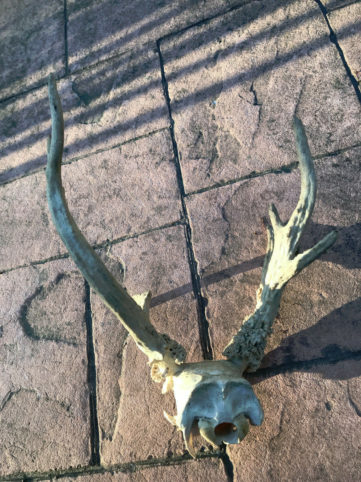 Taxidermy FREAK "Barnacle Buck" 4 X 3 Antlers W/T DEER Log Cabin ...