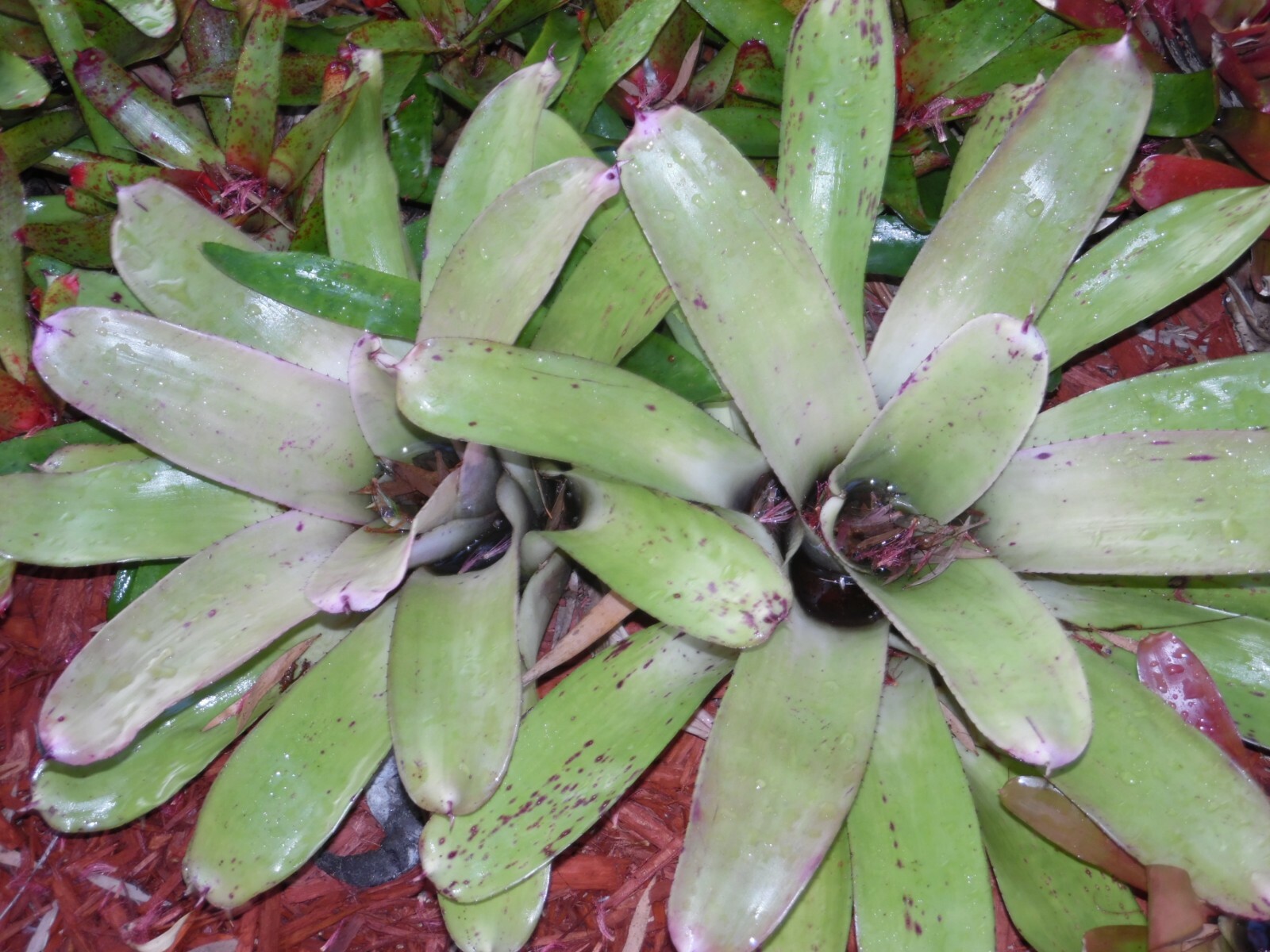 Neoregelia CONCENTRICA Bromeliad one tropical plant *BIG* | eBay