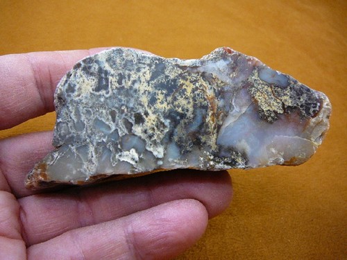 (DF703-10) 6 oz Fossil REAL DINOSAUR POOP Coprolite Dino Utah Jurassic ...