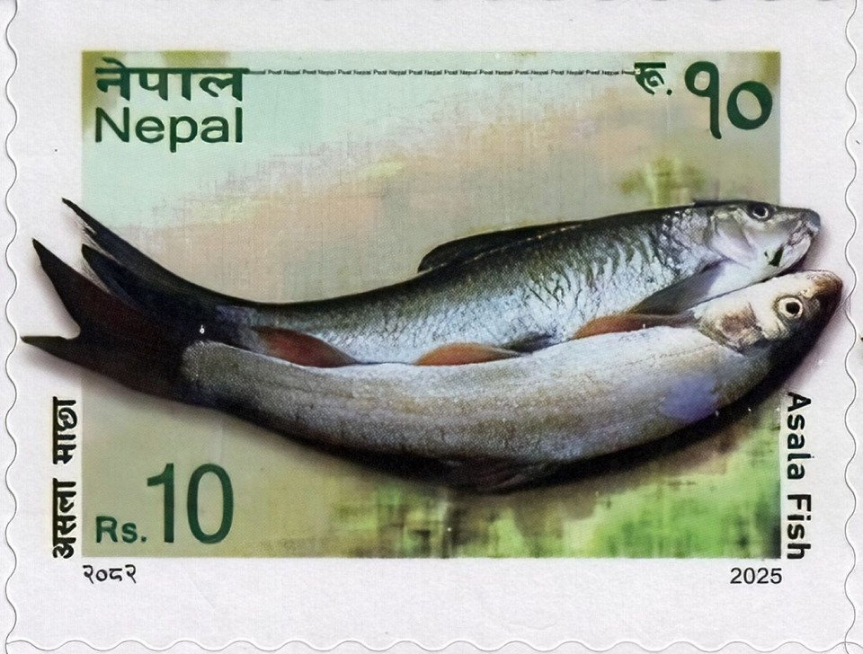 Nepal 2025 10-Rupees Error Postage Stamp Asala Fish MNH | eBay