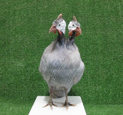 2 Headed Helmeted Head Guinea Fowl Bird Taxidermy Mount Sideshow Gaff ...