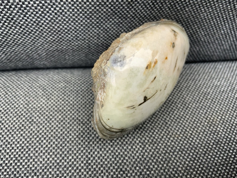 Rare Polished Fossil Bivalve Scunthorpe UK Cardinia sp 200 Million ...