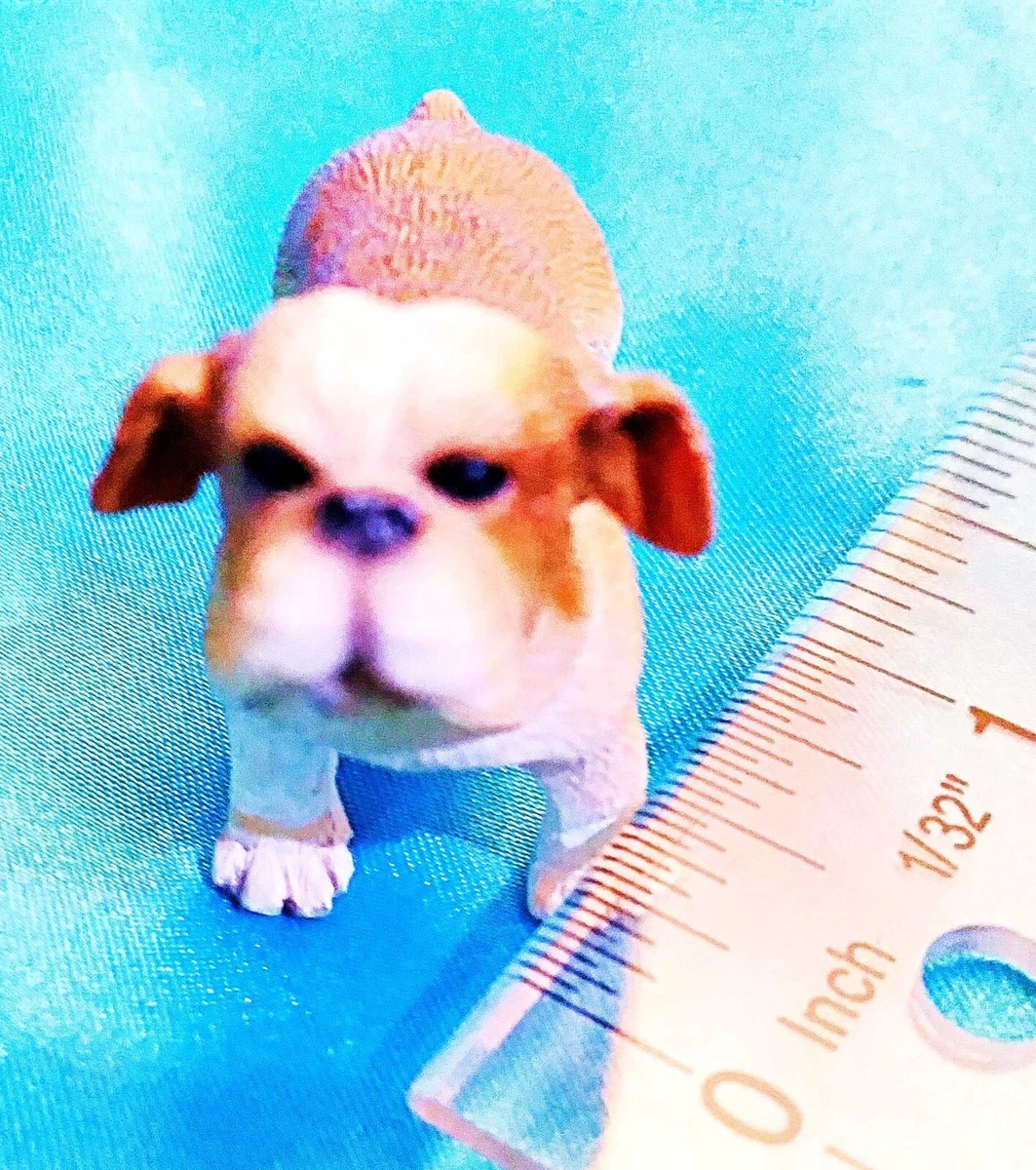 White Mini English Bulldog