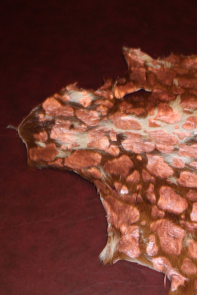 Billy Goat Taxidermy Pelt Fur Leather Rug Hide Wall Hanging Log Cabin ...