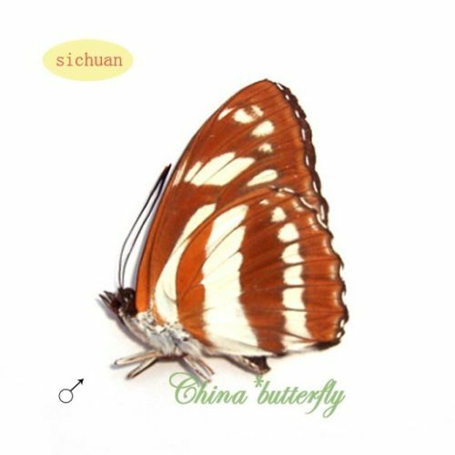 COLLECTION unmounted nymphalidae butterfly Athyma jina jinoides China # ...