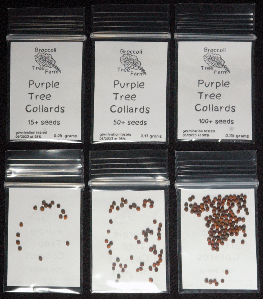 Purple Tree Collard Seeds - 15/50/100 seeds - Organic Kale Collards ...