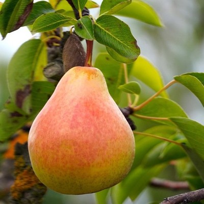 10 Matured A+ Organic Pear Fruit Tree Seeds 🍐 Grow Your Own Wales ...