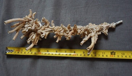 Serpulorbis roussaei 330 mm F+++ 13 inches LONG size WORM SHELL specimen WOW!! | eBay