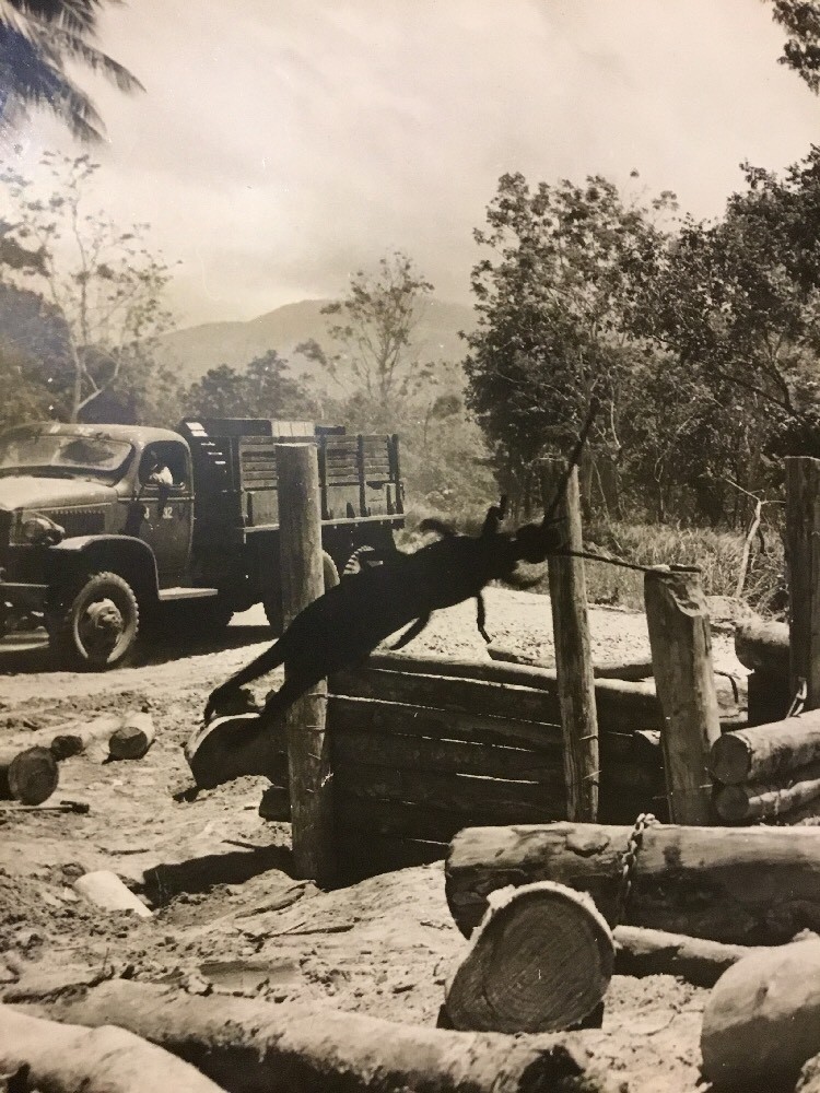 WWII Official US Marine Corps Photographic Section Danger Gremlin At ...