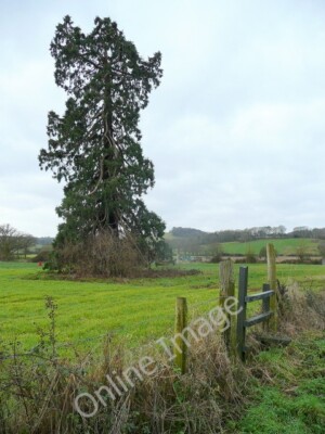 Photo 6x4 Redwood tree at Elton Elton/SO6913 An unusual sight in an ...