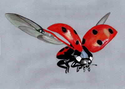 Flying Ladybug Drawing
