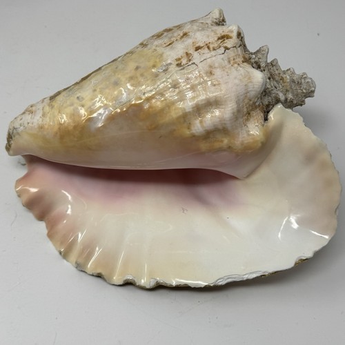 Large Natural Queen Conch Shell 9” Long Pink Beige Rare Find | eBay