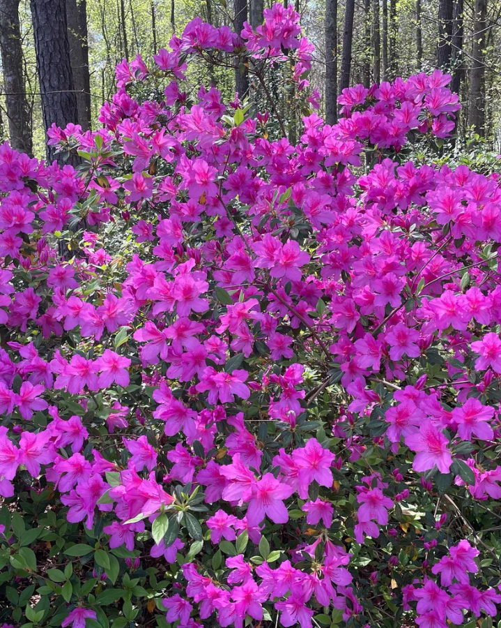 Purple Azalea Live Plant – 10" Tall in 4” Pot – Beautiful Flowering ...