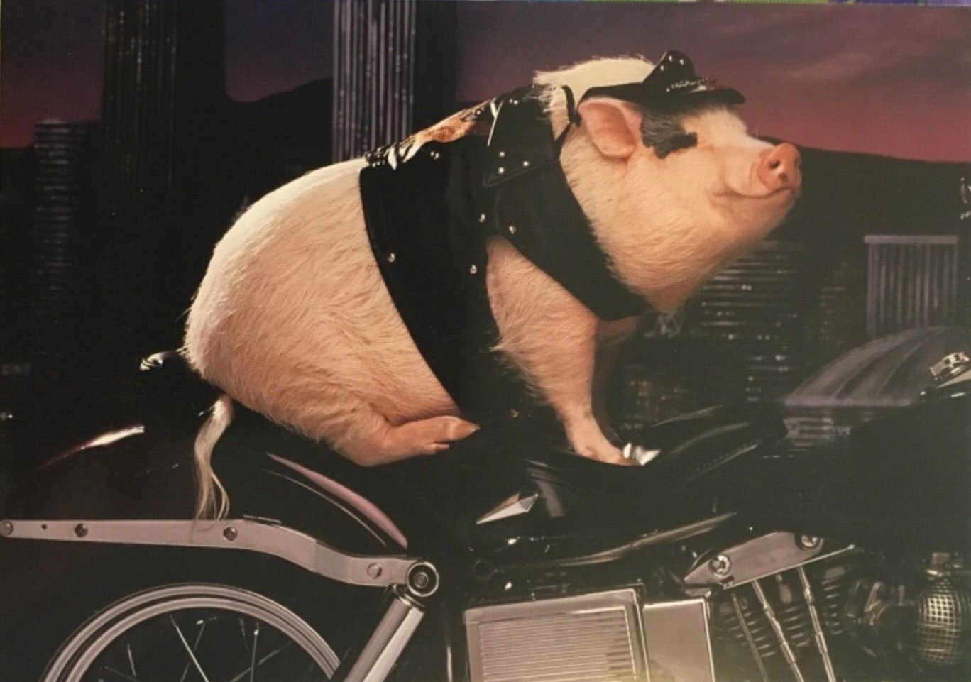 Marcel Schurman- Birthday- Humor- "Hog On A Motorcycle"- Pig - Go hog ...