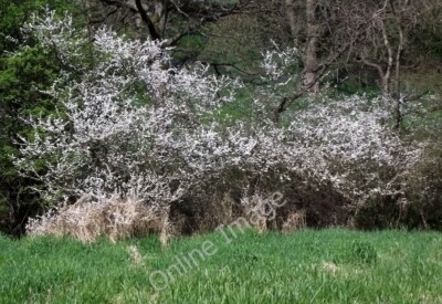 Photo 6x4 Blackthorn blossom Biddulph Another view of the Blackthorn ...