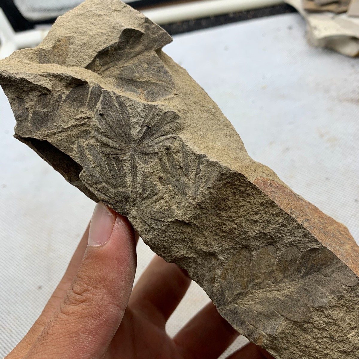 Permian Fossils Rugosa Fossil Known Horn Coral Permian Stock Photo