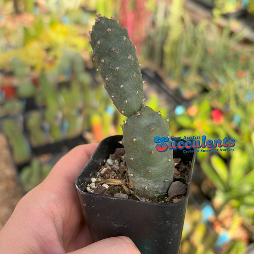 Tephrocactus articulatus inermis - Live Rare Rooted Cactus | eBay