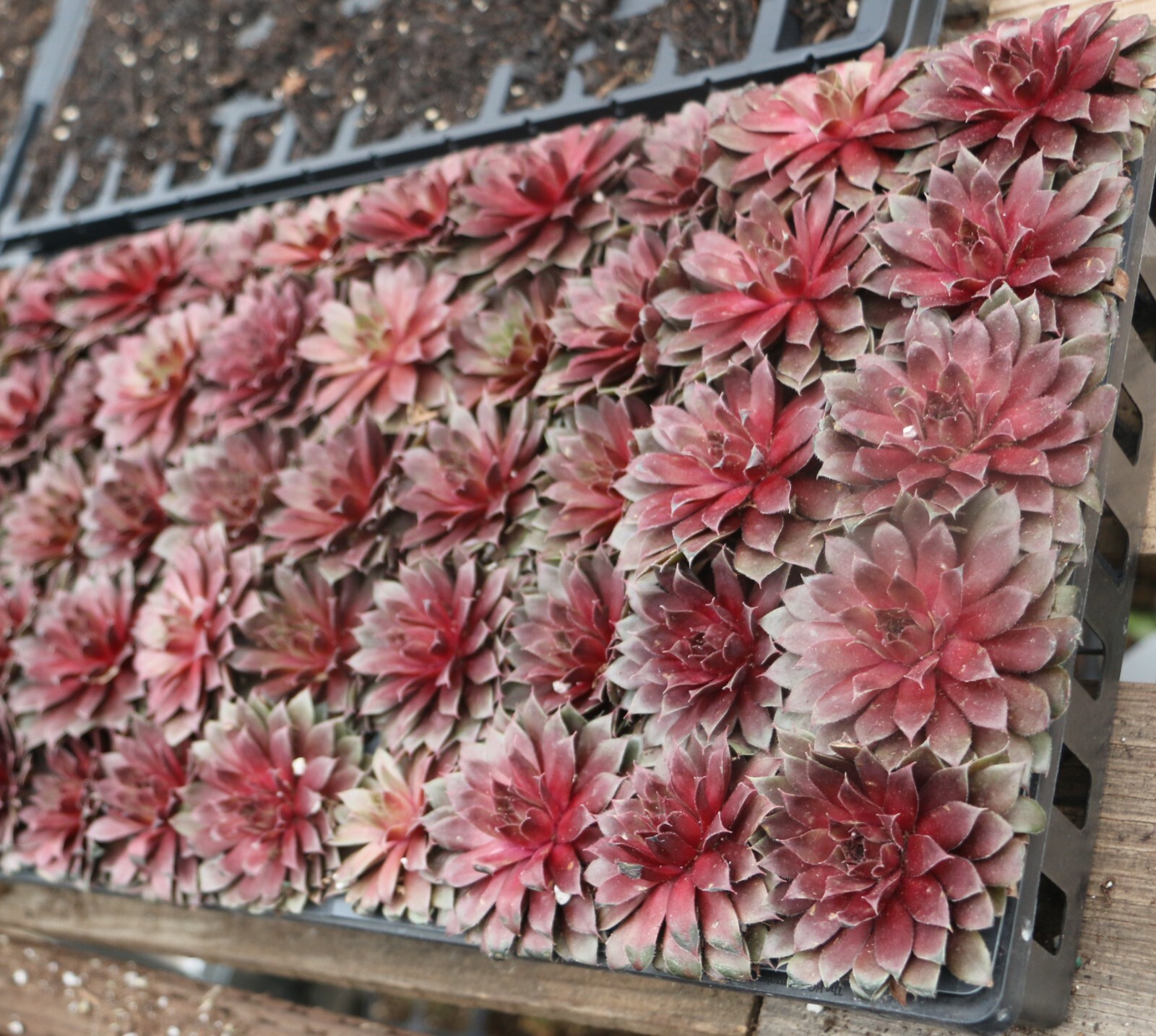 4 live plants 2 to 3 inches Royal Ruby Succulent Stunning Red-Hued! | eBay