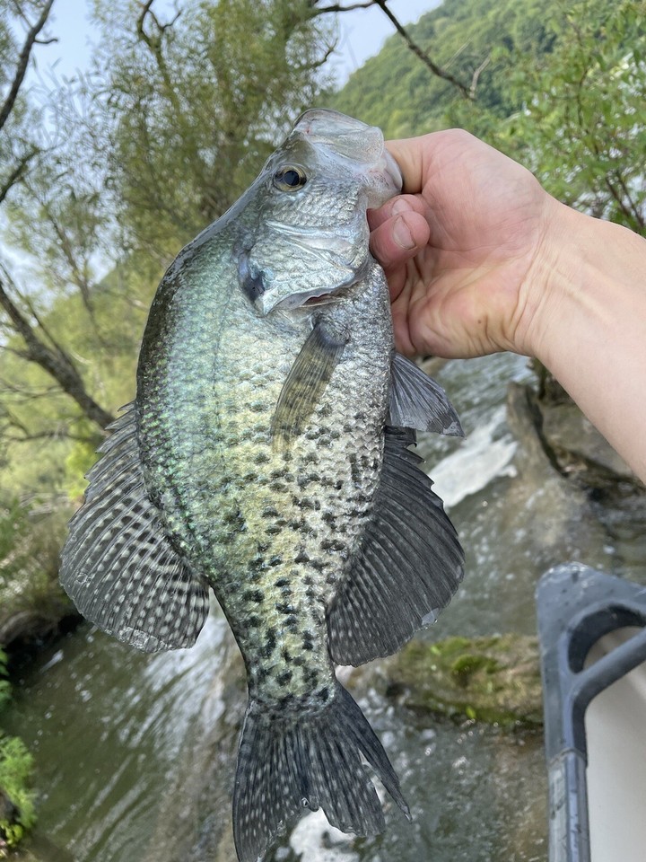 2” Paddle Tail Swimbait Soft Plastic Keitech Style Perch Crappie ...
