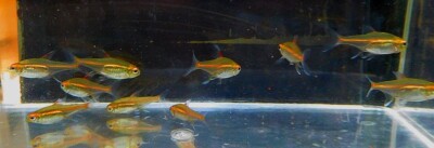 12 large glolite tetras | eBay