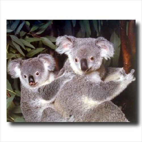 Koala Bear Pictures To Print