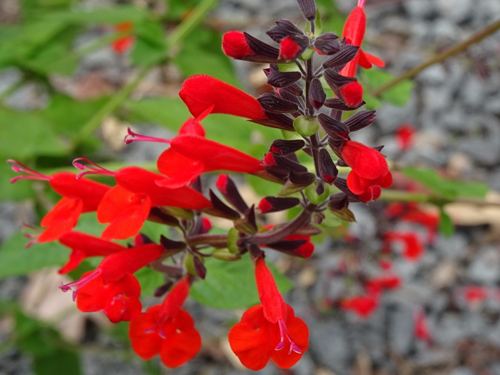 Texas Red Sage Salvia Coccinea Native for Hummingbirds 50 seeds Grown ...