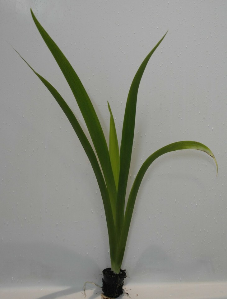 Colorific Bi-Color Louisiana Iris Aquatic Marginal Pond Plant - Buy 2 ...