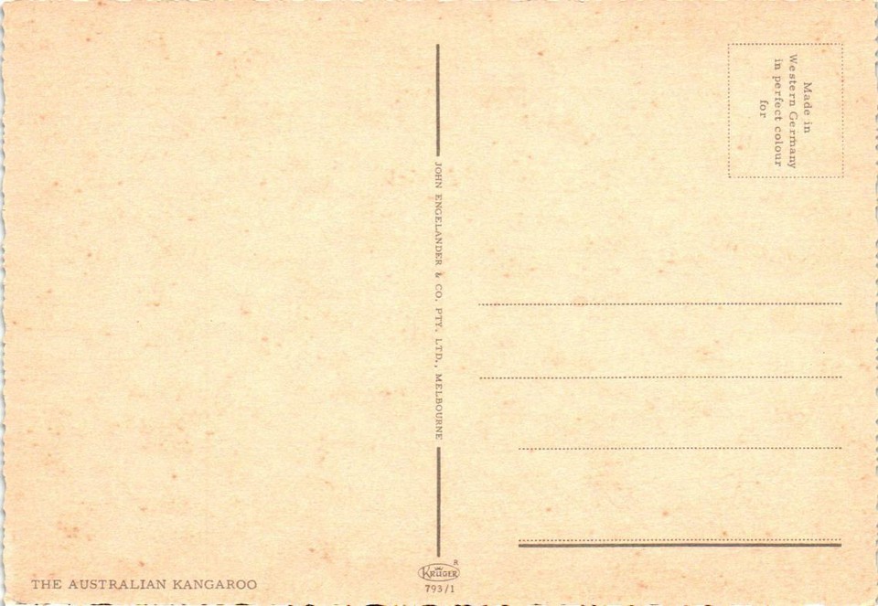 Australian Kangaroo Postcard | eBay