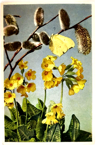 Vintage Postcard by Thor E. Gyger Switzerland Scenic Alpine Artist View ...