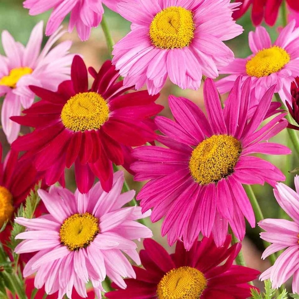 1500+ Pyrethrum Tanacetum Chrysanthemum Flower Seed for Planting Home ...