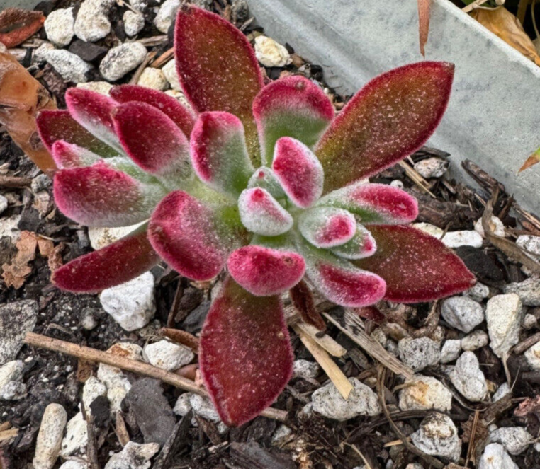 1 Echeveria Pulvinata Red Devotion Succulent Live Plant | eBay