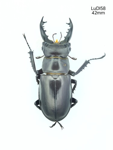 LuDI58 Lucanidae Lucanus takeoi Sichuan Liangshan | eBay