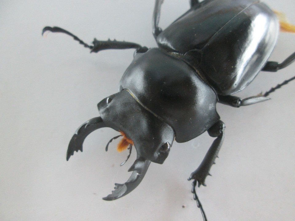 27561. Insects, Lucanidae: Neolucanus sp. Vietnam Central. 62mm? | eBay