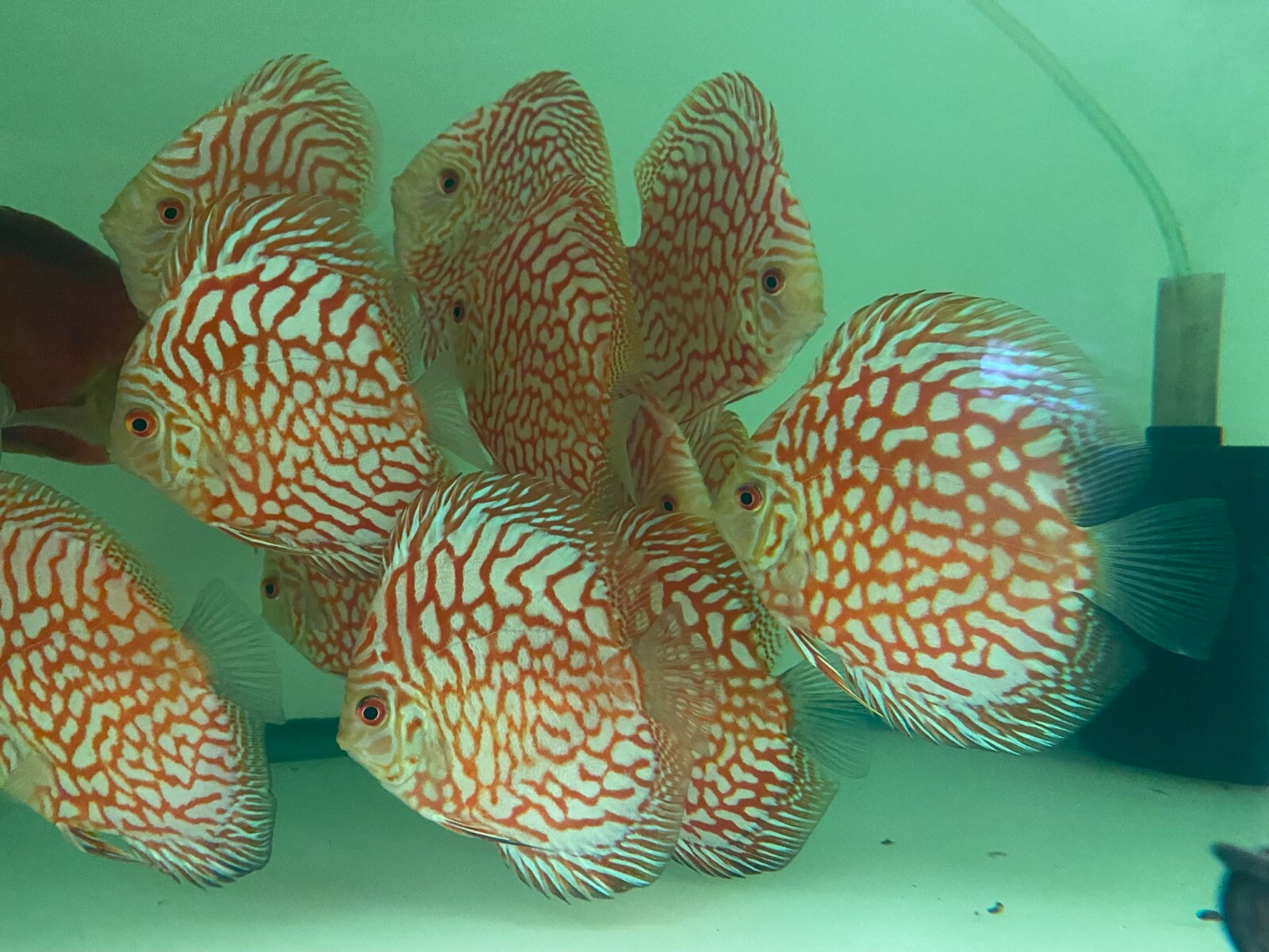 Pack of 3 - Red Checkerboard Discus 4" | eBay