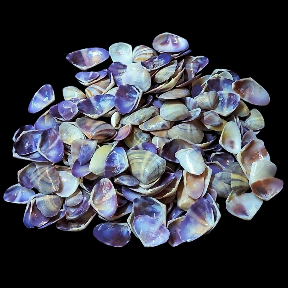 Coquina Clam Creature Feature: Coquina Clams