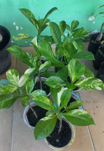 Baobab Variegated Yellow [Adansonia digitata] Boab, Boaboa Rare Plant ...