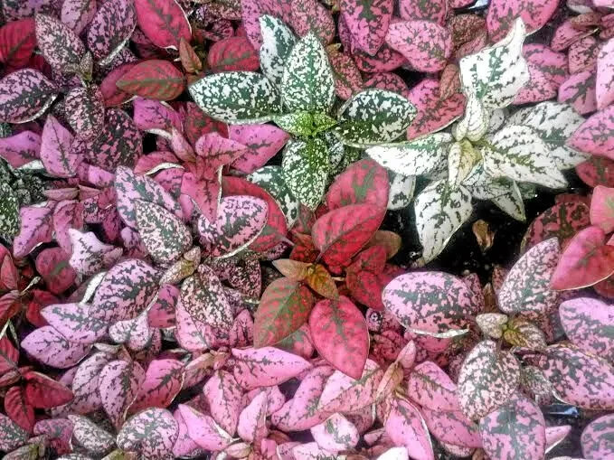 Hypoestes polkadot plant splash mix 25 seeds | eBay